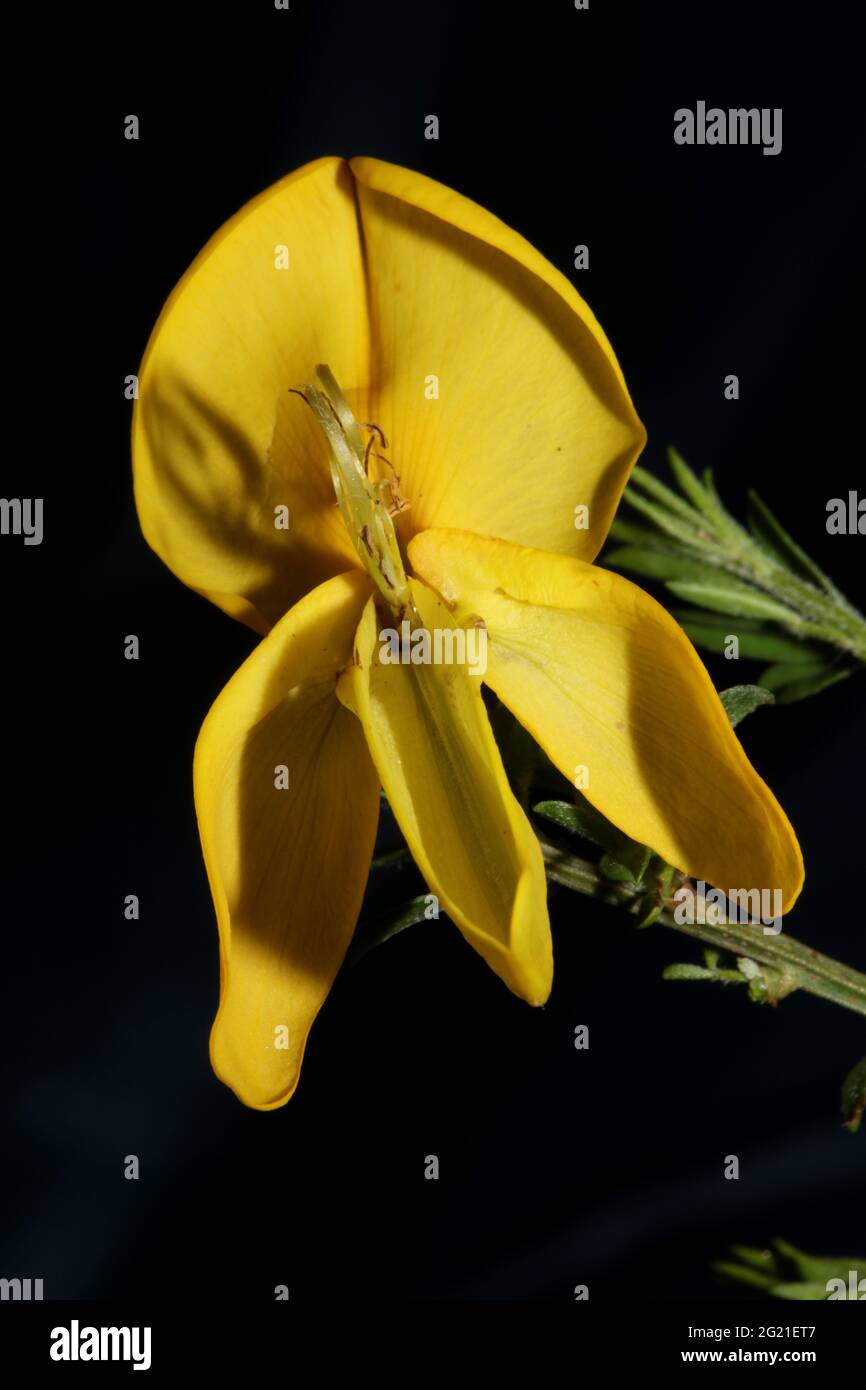 Yellow flower blossom close up spartium jenceum family leguminosae ...