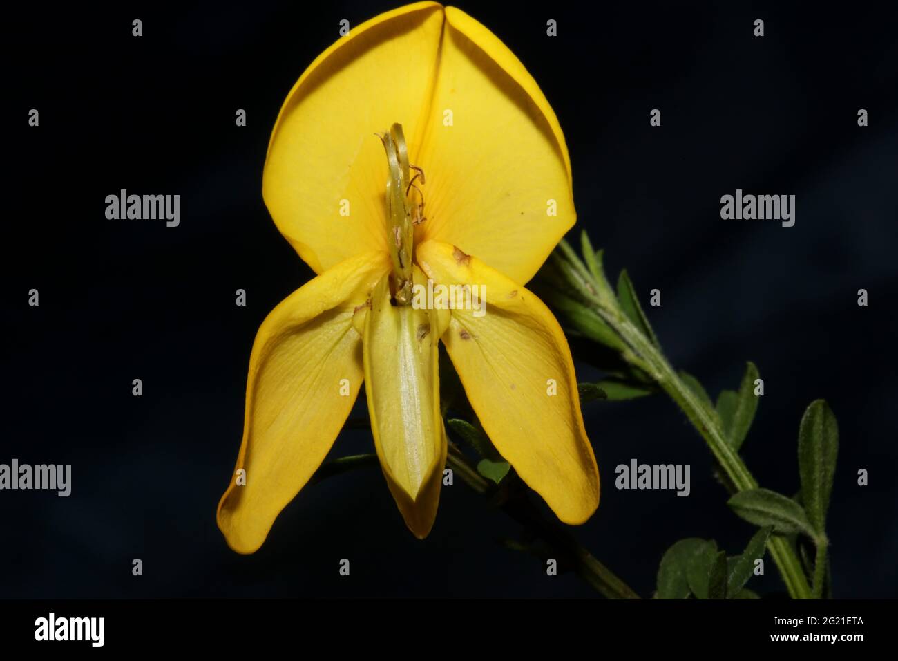 Yellow flower blossom close up spartium jenceum family leguminosae ...