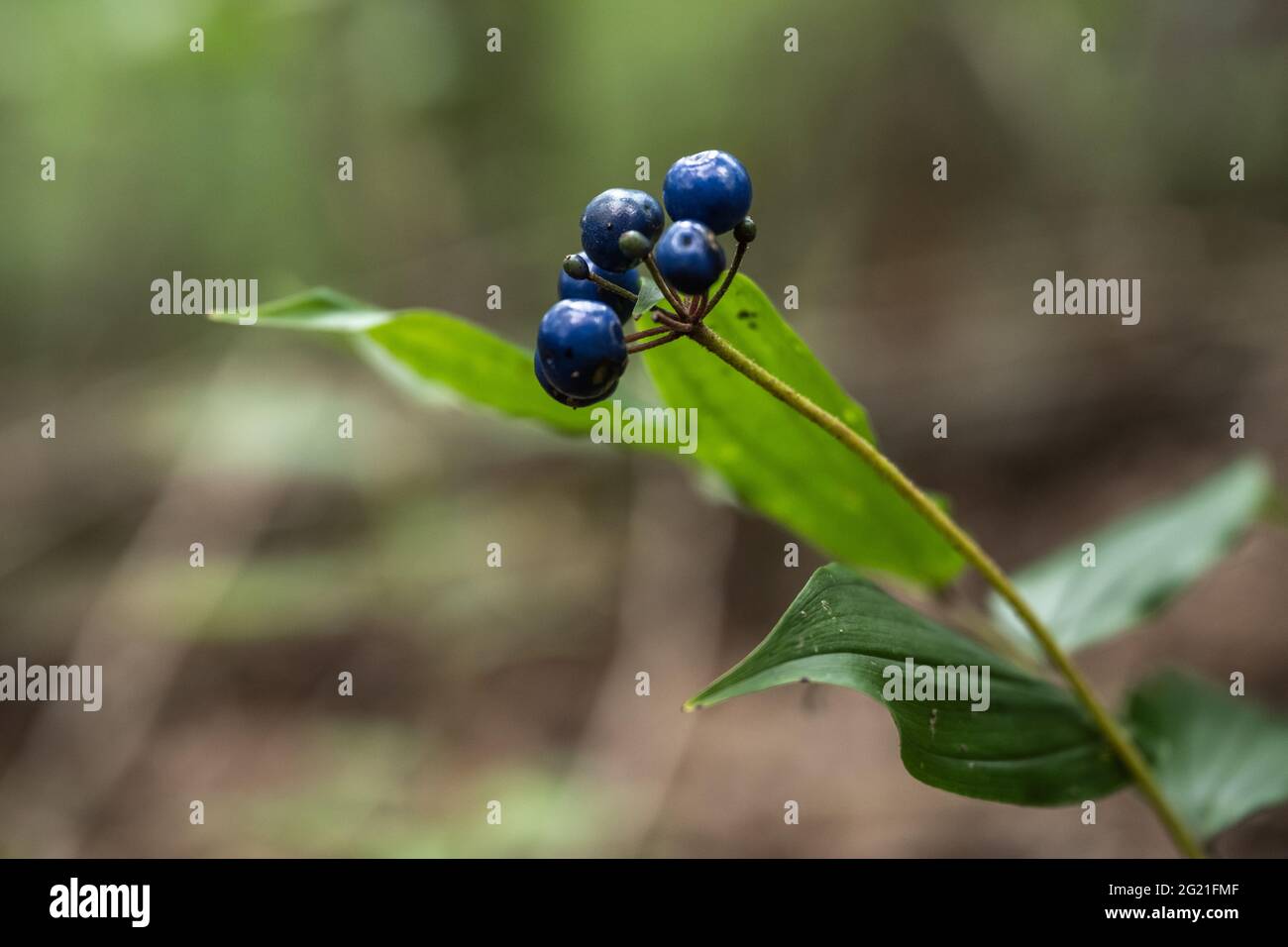Shiny Blue Berries Ready for Picking in the Smokies Stock Photo - Alamy