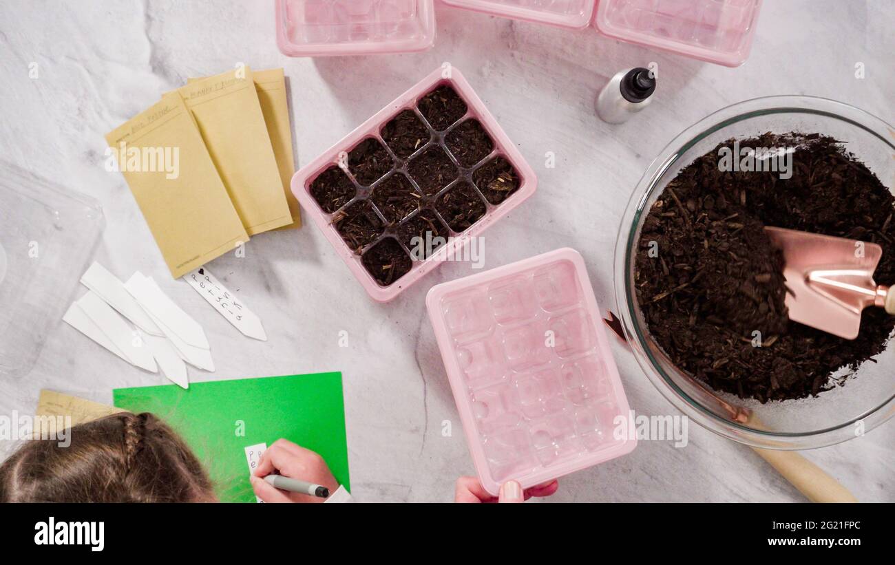 Flat lay. Little girl helping planting seeds in seed propagator with ...