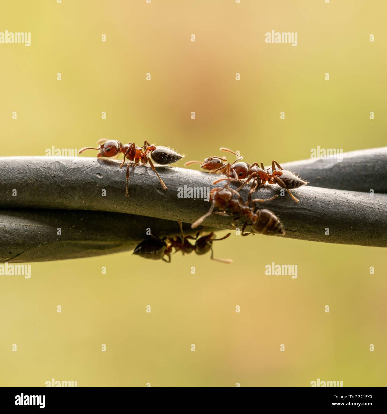 Group of tiny ants hi-res stock photography and images - Alamy