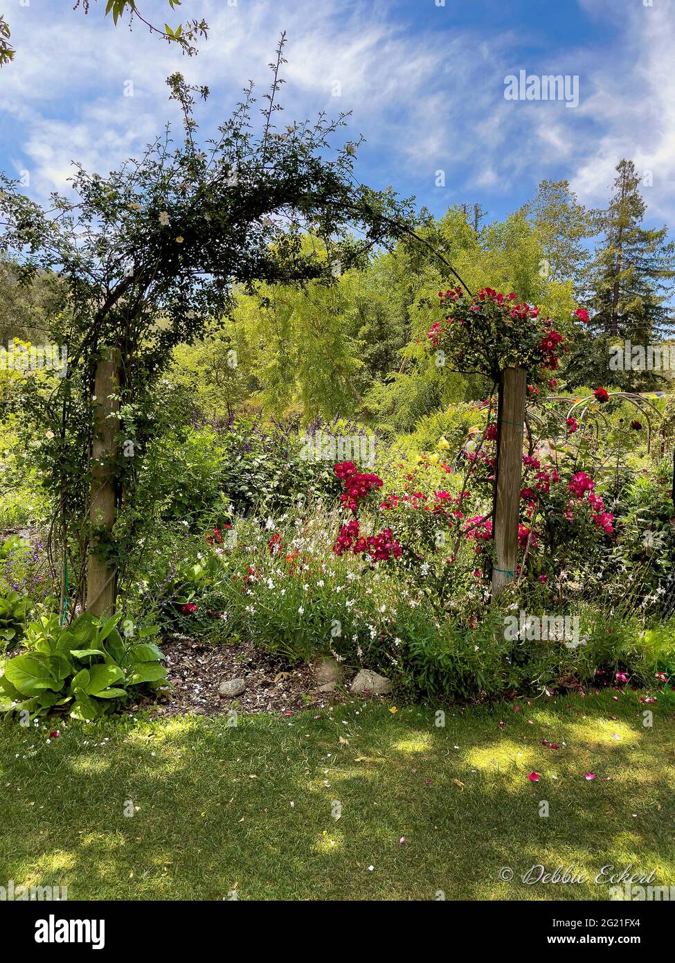 Roses arbor garden trellis hi-res stock photography and images - Alamy