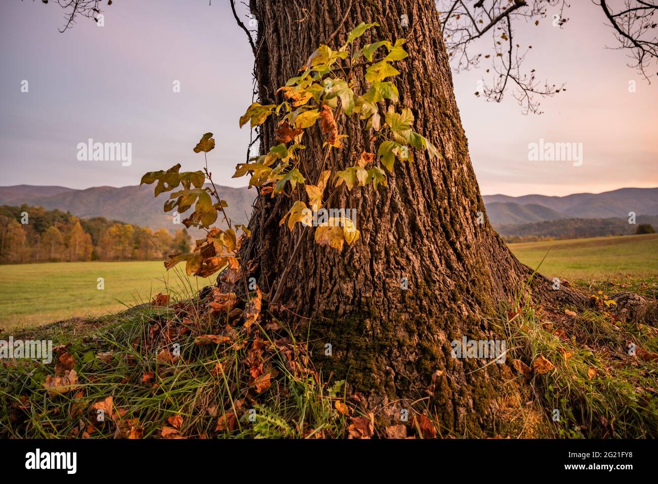Small Sapling Growing Close to Base of Large Tree in cades Cove Stock ...