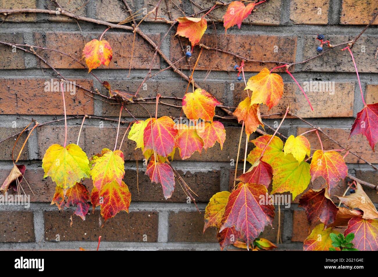 Autumn Leaves On Brick Wall Stock Photo - Alamy