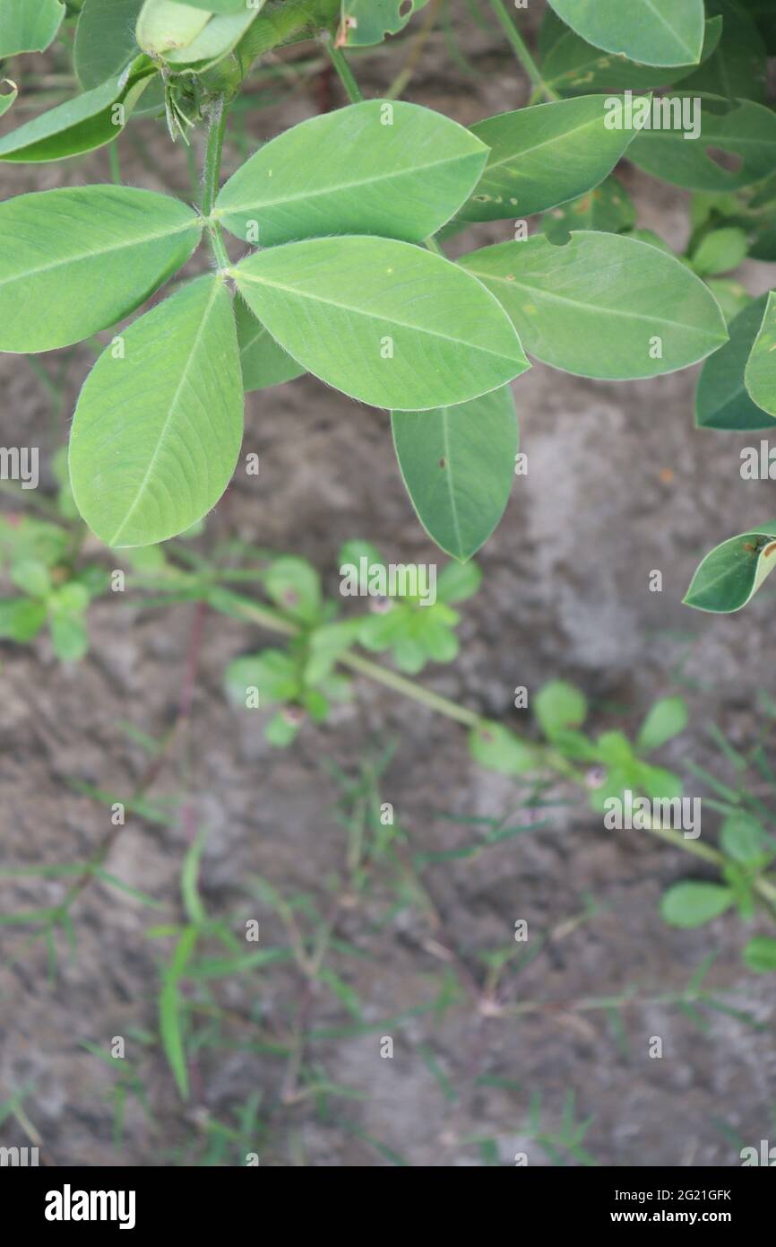 peanut tree closeup on farm for harvest Stock Photo - Alamy