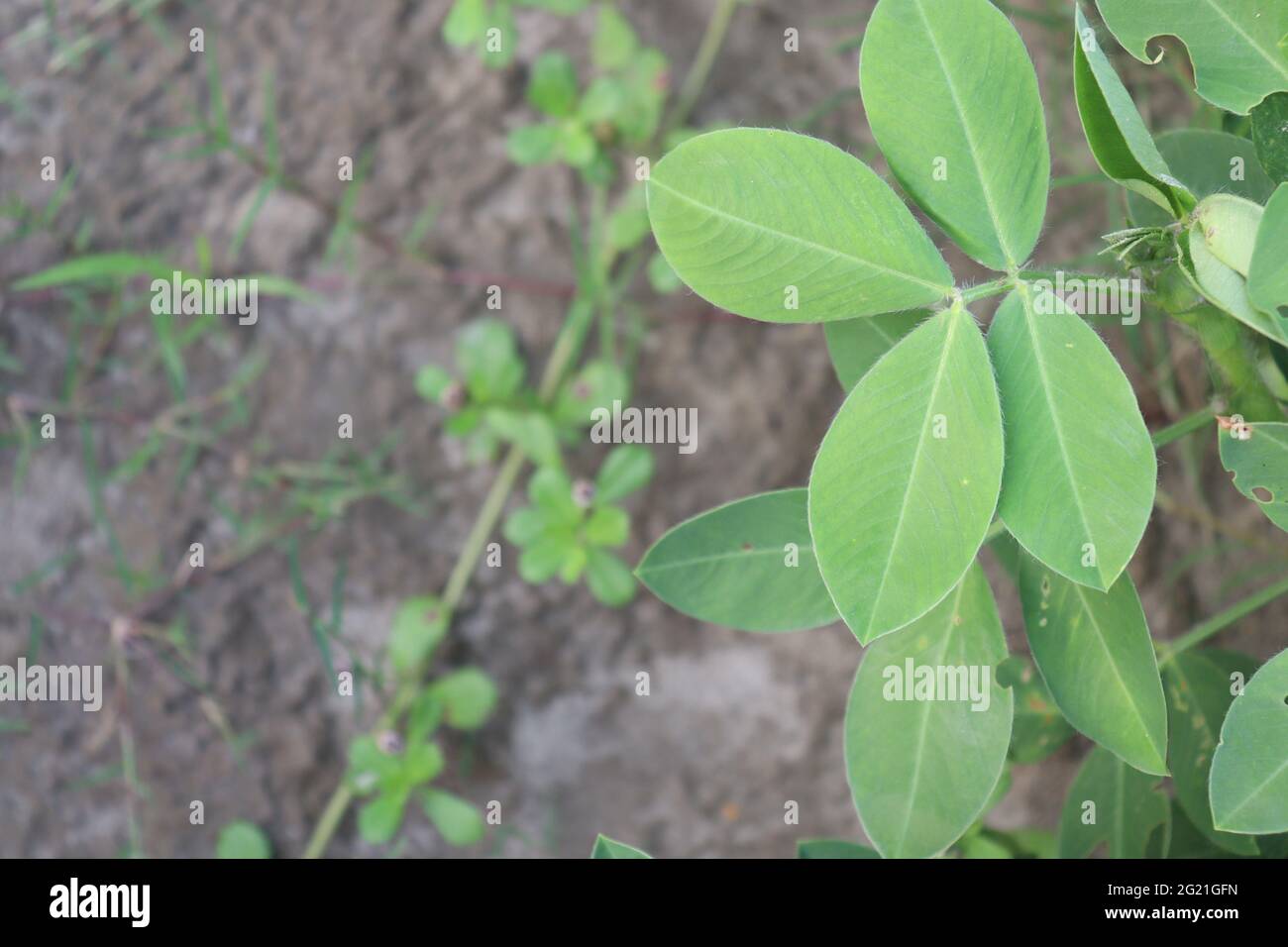 peanut tree closeup on farm for harvest Stock Photo - Alamy