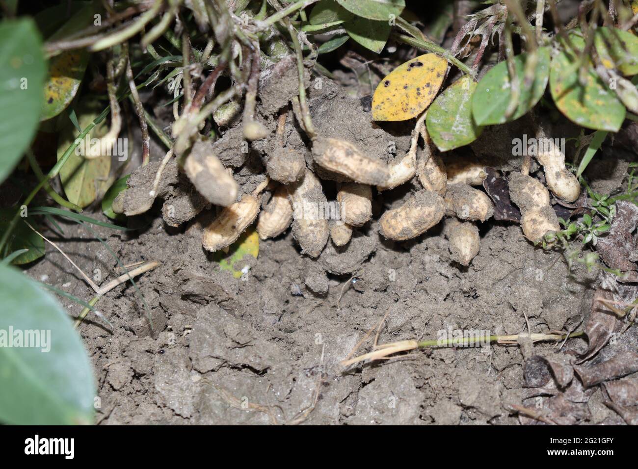 peanut stock with tree on farm Stock Photo - Alamy