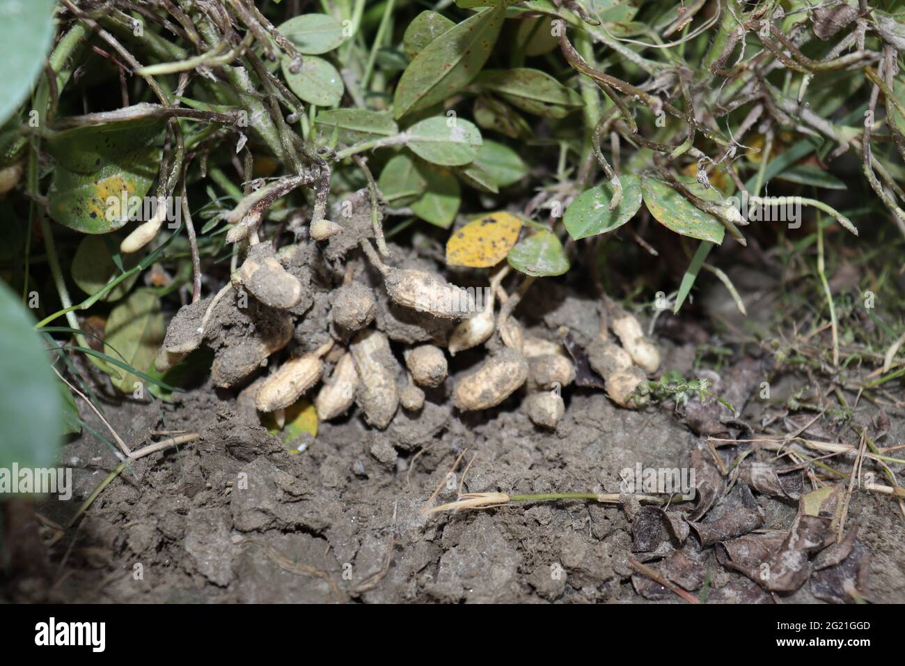 peanut stock with tree on farm for harvest and eat Stock Photo - Alamy