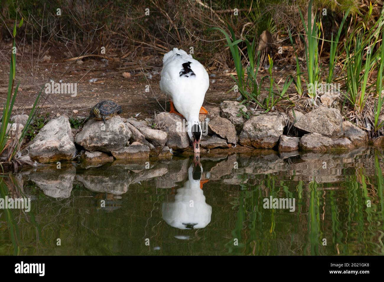 Closeup shot of a cute duck drinking water Stock Photo - Alamy