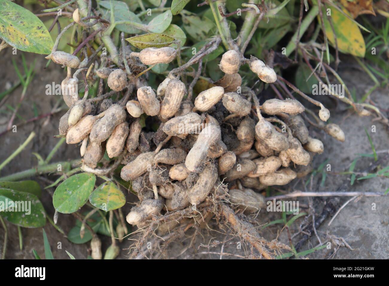 peanut stock with tree on farm for harvest and eat Stock Photo - Alamy