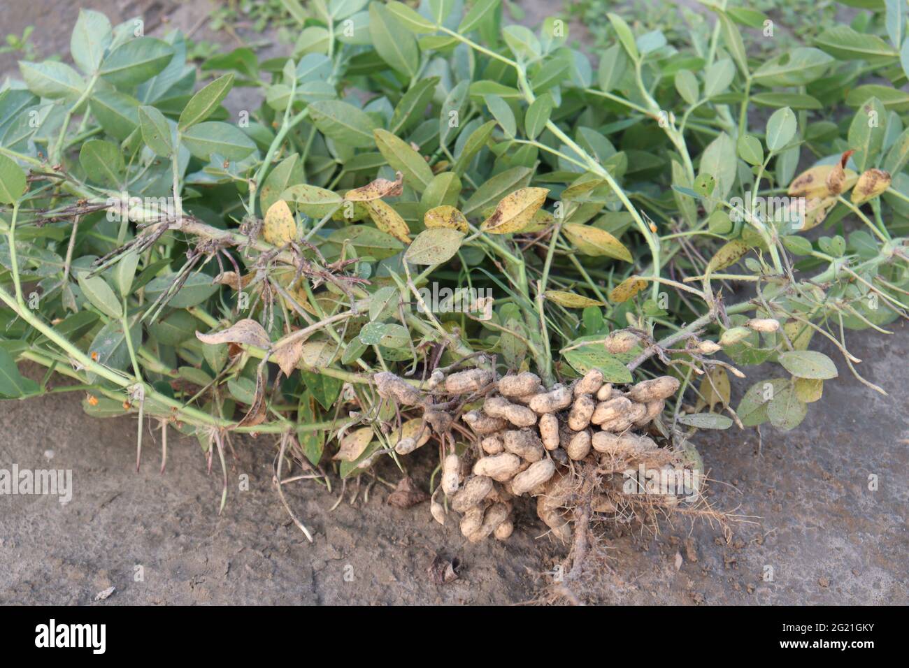 peanut stock with tree on farm Stock Photo - Alamy