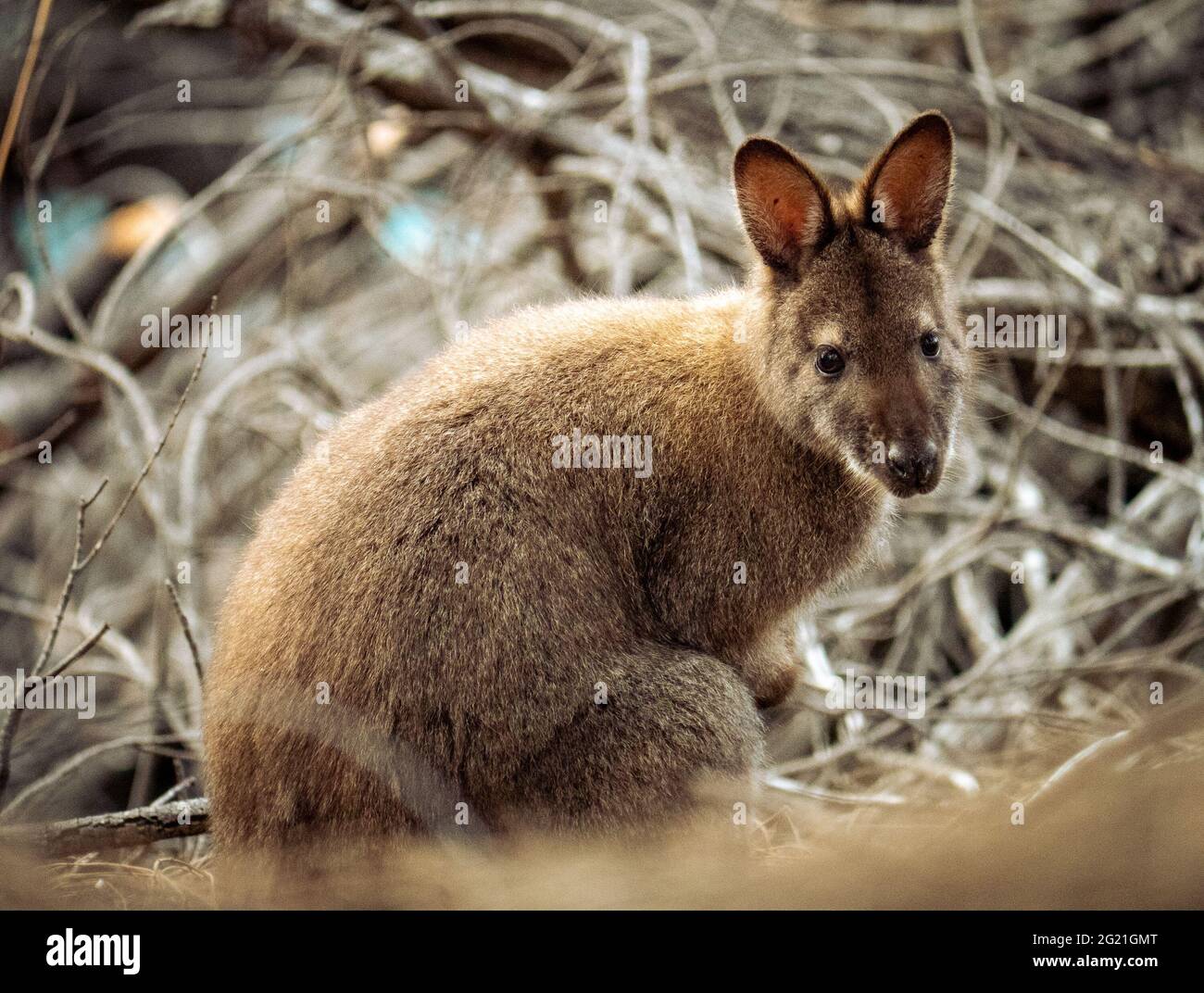 Red-necked wallaby (notamacropus rufogriseus) in Tasmanian bush ...