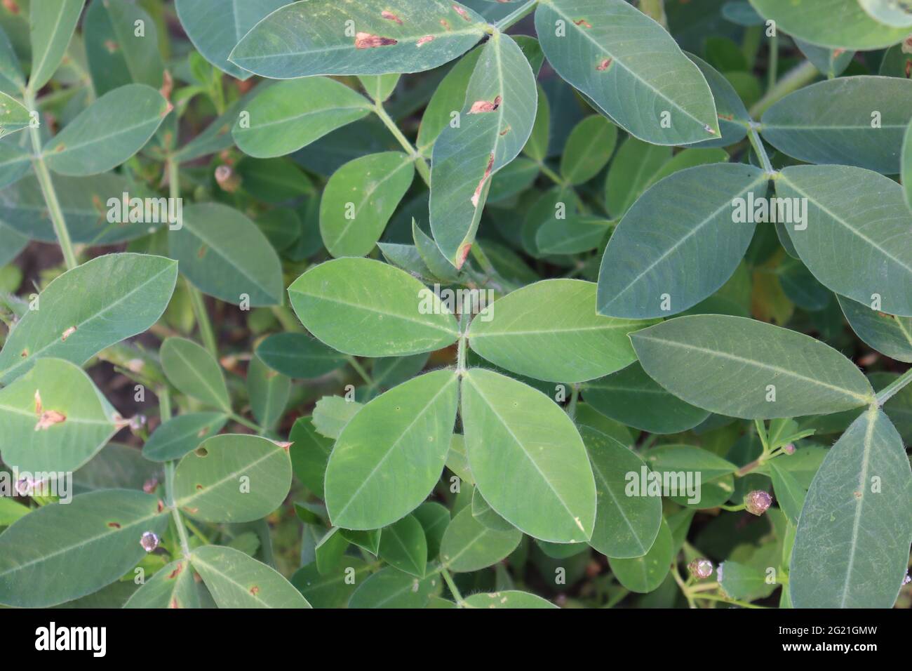 Peanut plantation on farm hi-res stock photography and images - Alamy