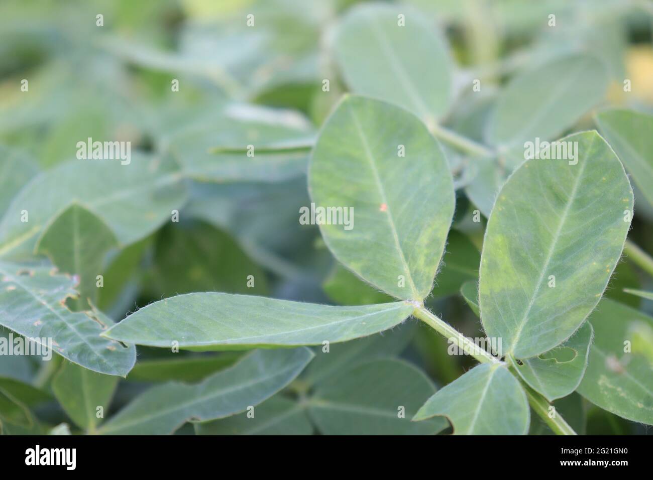peanut tree closeup on farm for harvest Stock Photo - Alamy