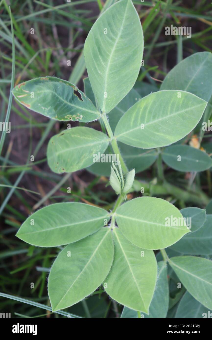 peanut tree closeup on farm for harvest Stock Photo - Alamy