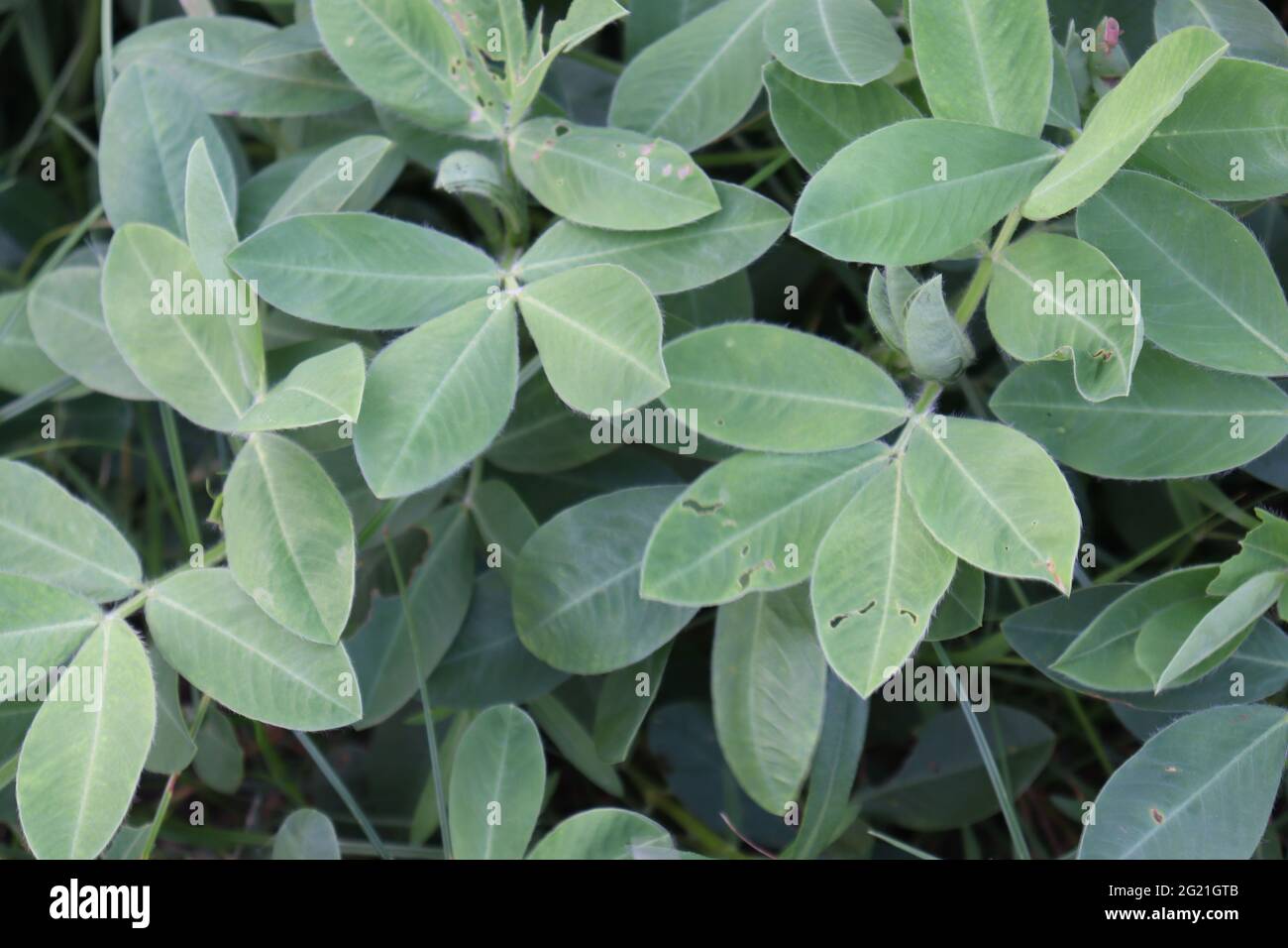 Peanut tree hi-res stock photography and images - Alamy