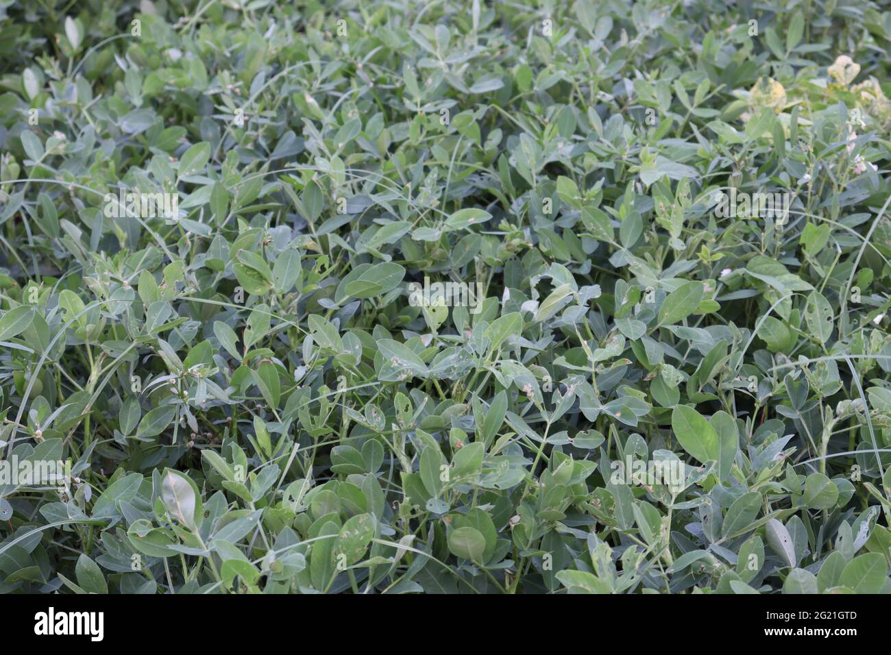 peanut tree closeup on farm for harvest Stock Photo - Alamy