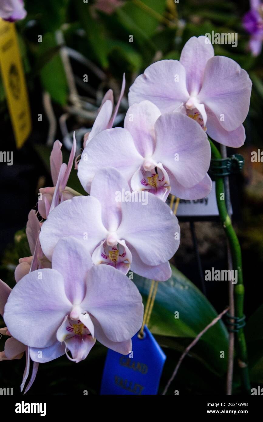 Orchids in row hi-res stock photography and images - Alamy