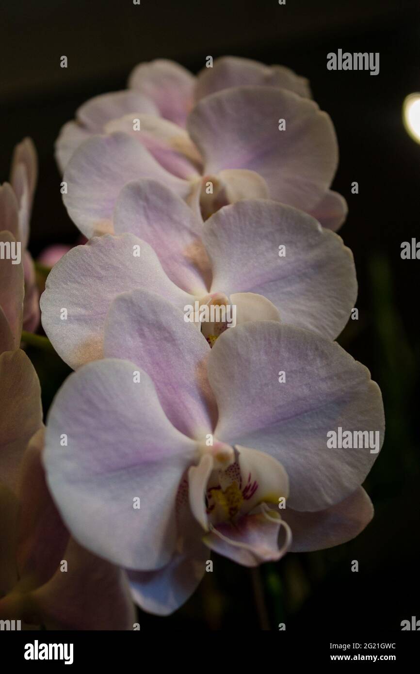 Row of orchids hi-res stock photography and images - Alamy