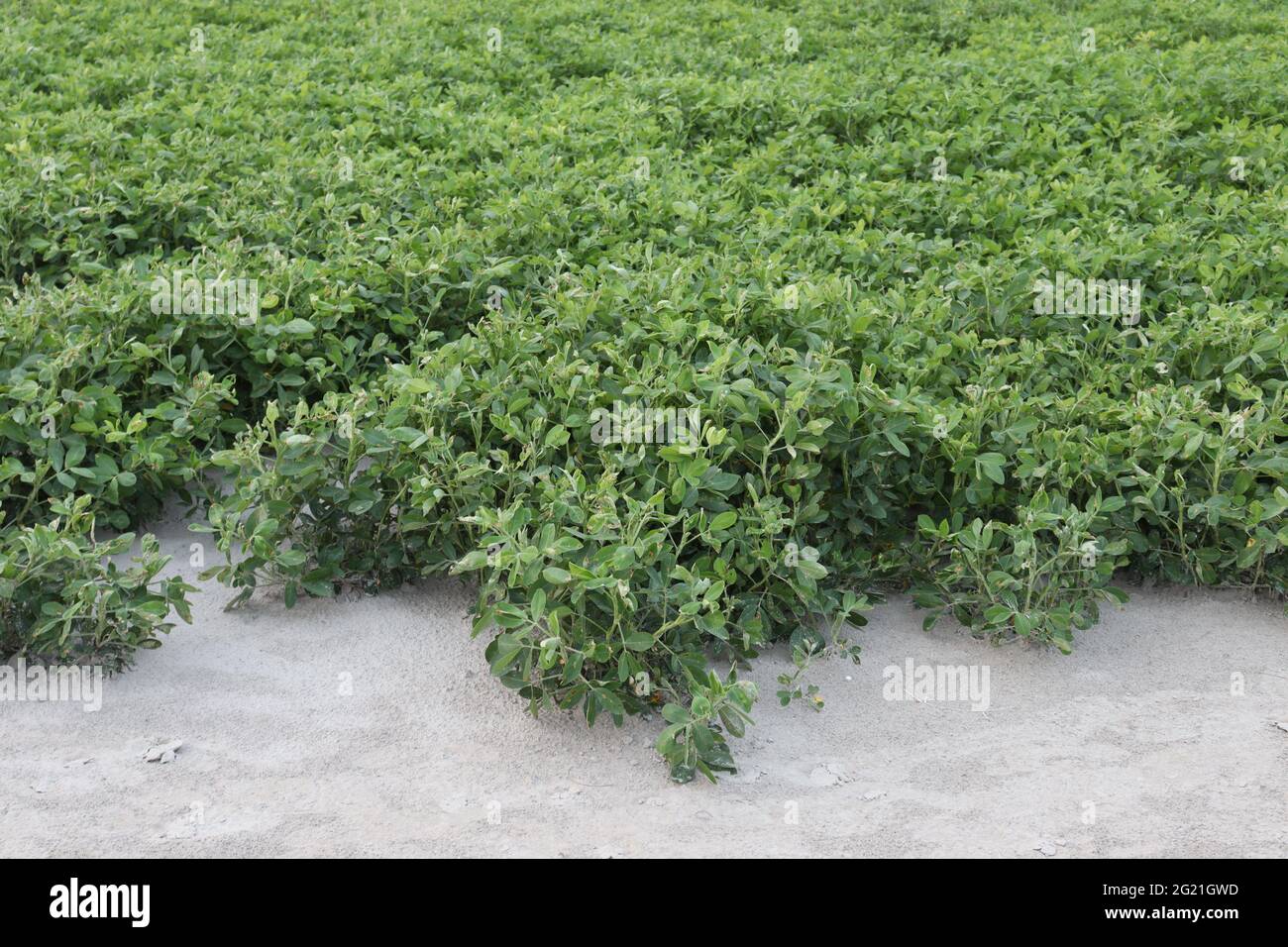 peanut tree closeup on farm for harvest Stock Photo - Alamy