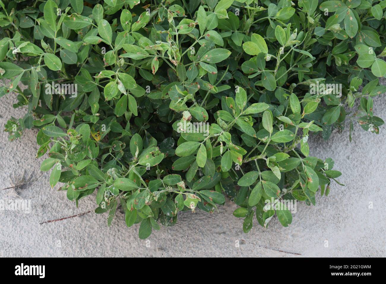 peanut tree closeup on farm for harvest Stock Photo - Alamy