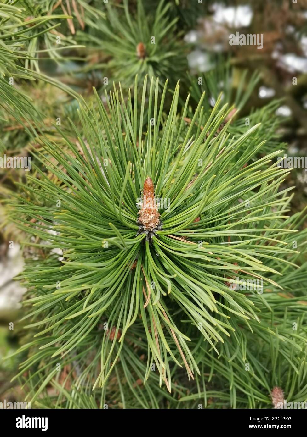 Vertical shot of pine tree leaves Stock Photo - Alamy