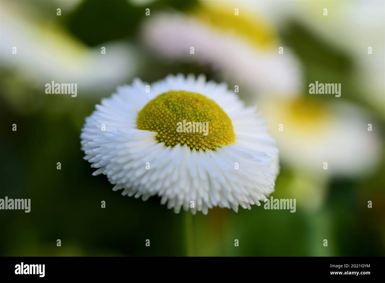 Closeup macro detail common hi-res stock photography and images - Alamy