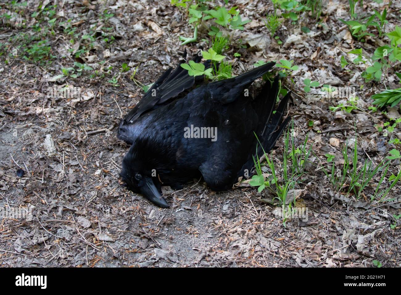 A dead common raven, Corvus corax, lying on the forest floor in the ...