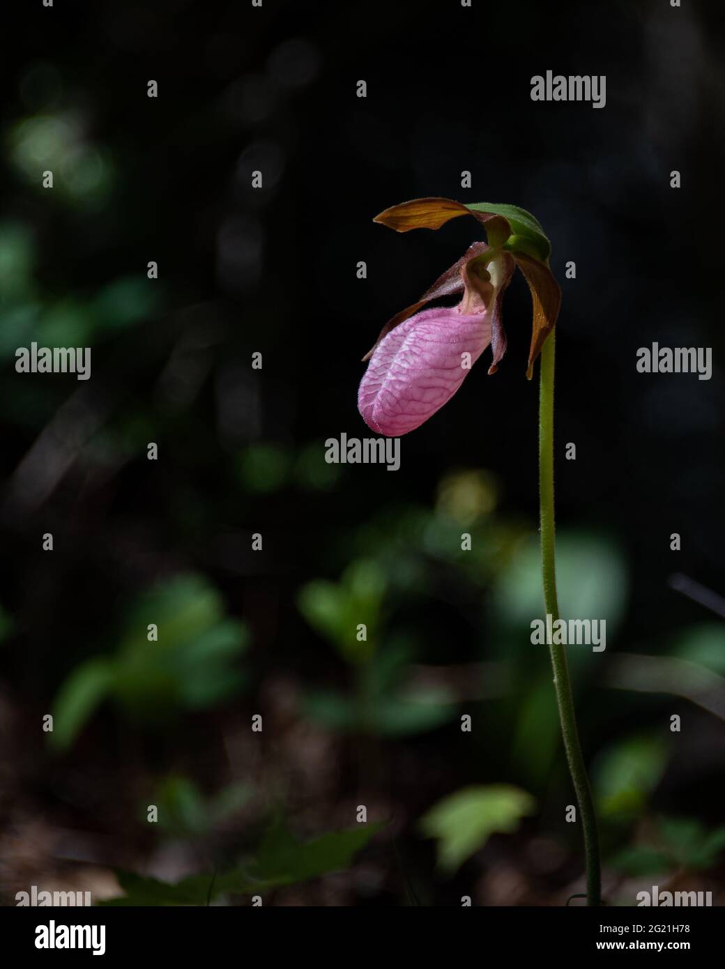 A pink lady slipper flower, Cypripedium, growing on the forest floor in ...