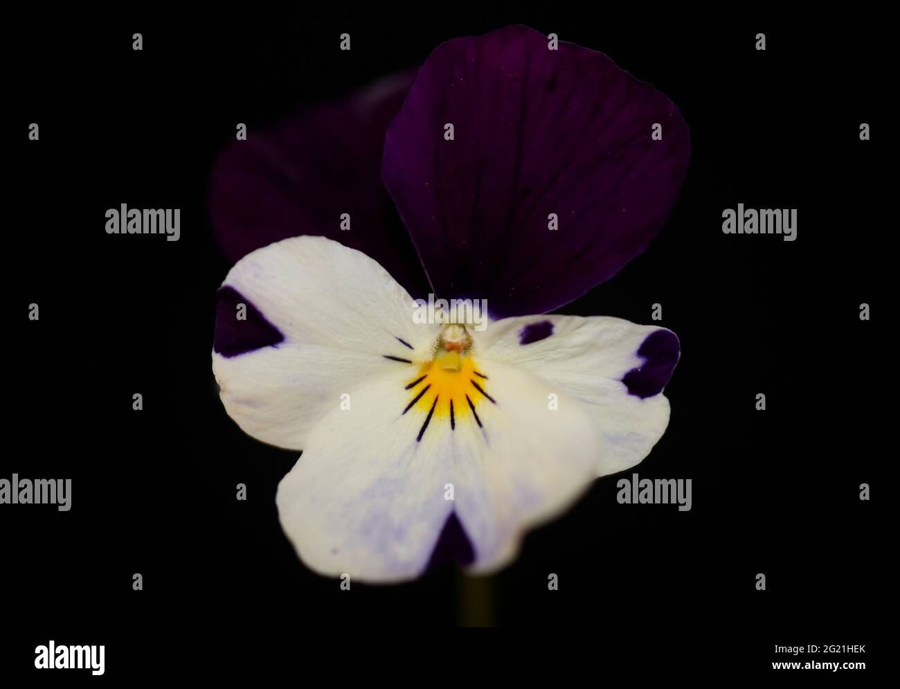 Colorful viola flower blossoming family violaceae close up botanical ...