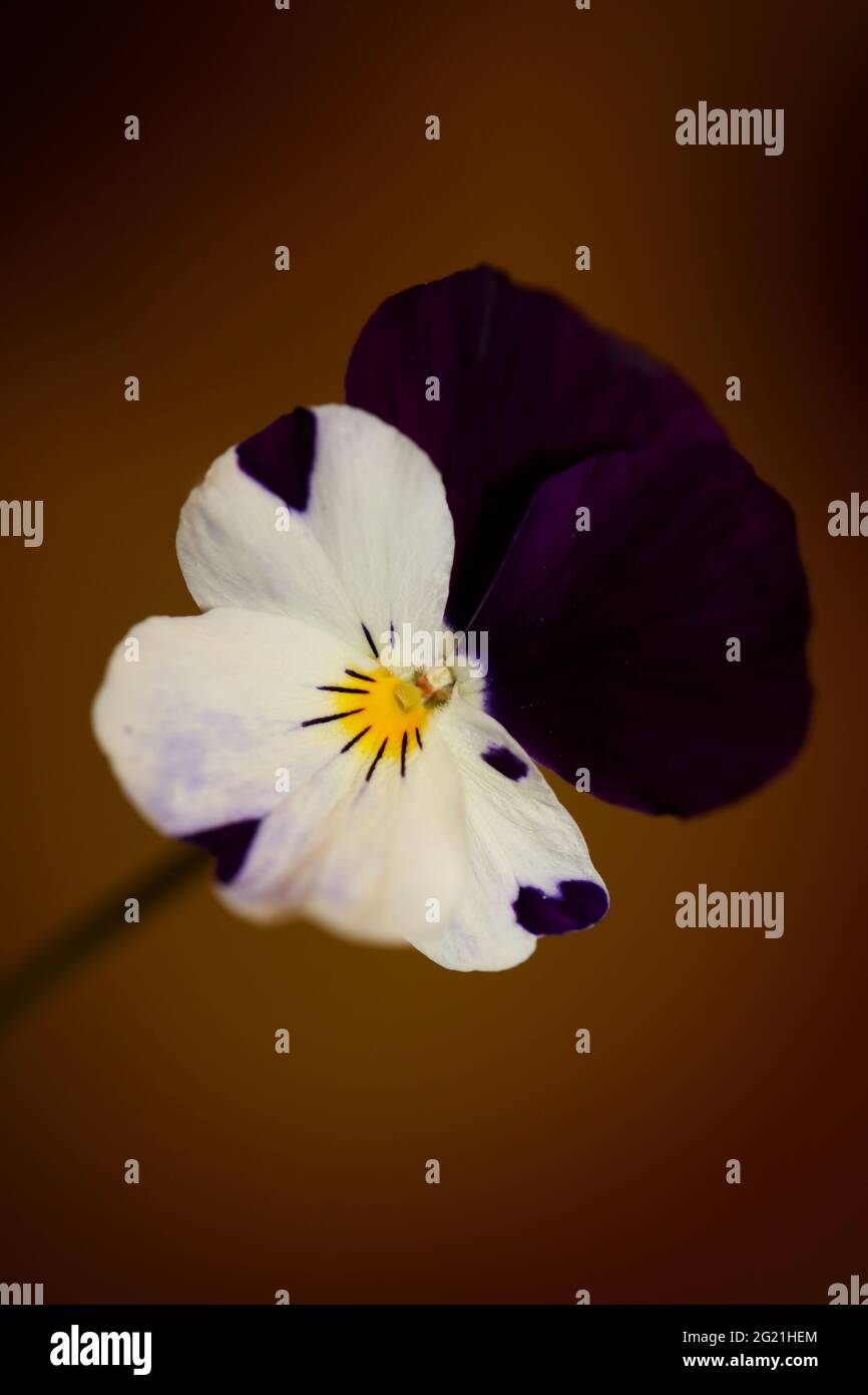Colorful viola flower blossoming family violaceae close up botanical ...