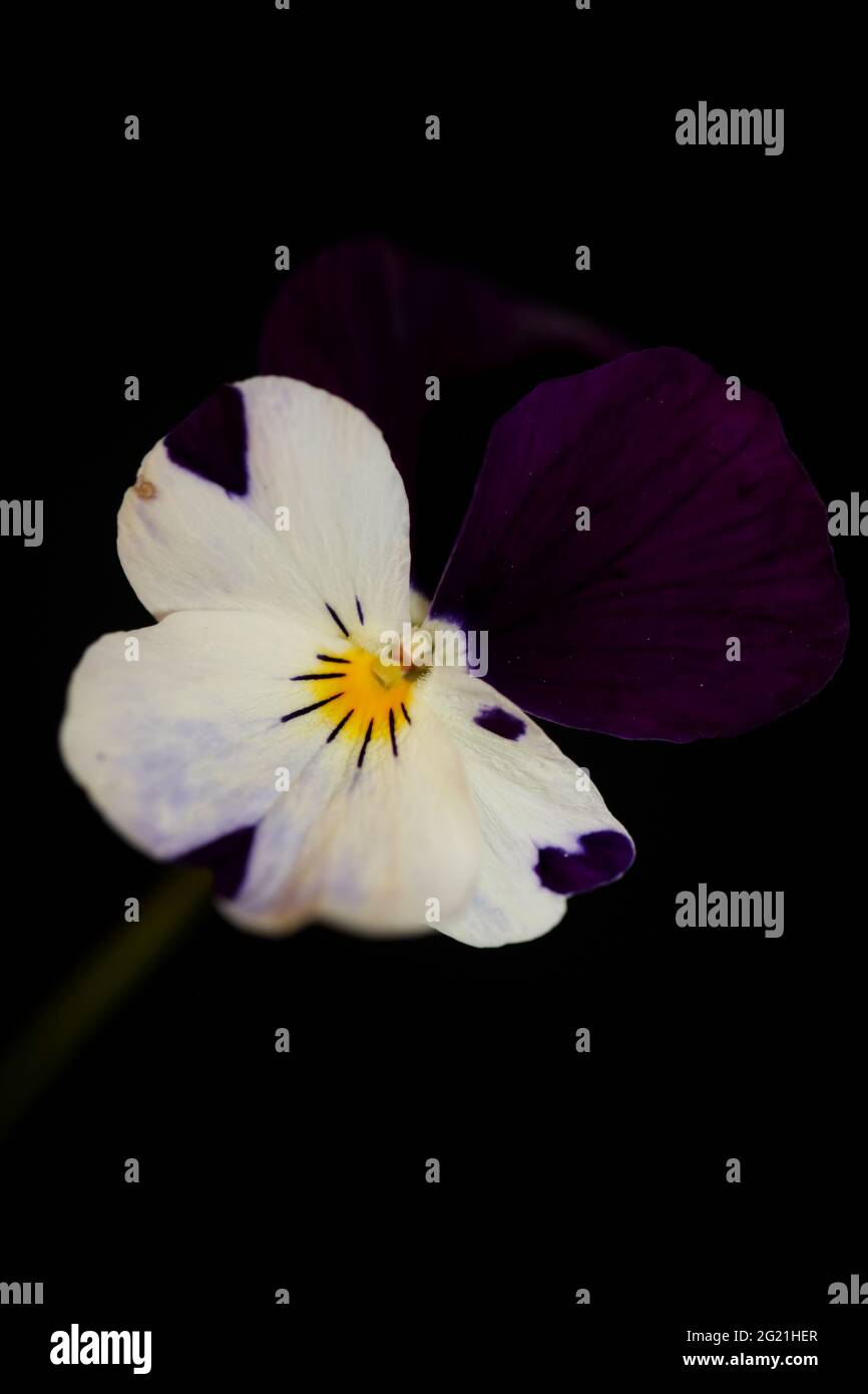 Colorful viola flower blossoming family violaceae close up botanical ...