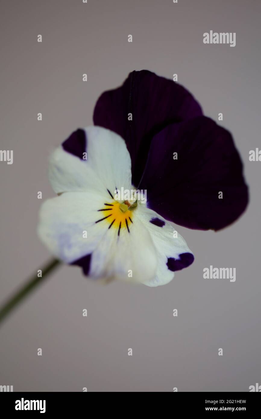 Colorful viola flower blossoming family violaceae close up botanical ...