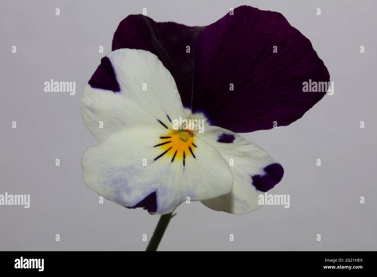 Colorful viola flower blossoming family violaceae close up botanical ...