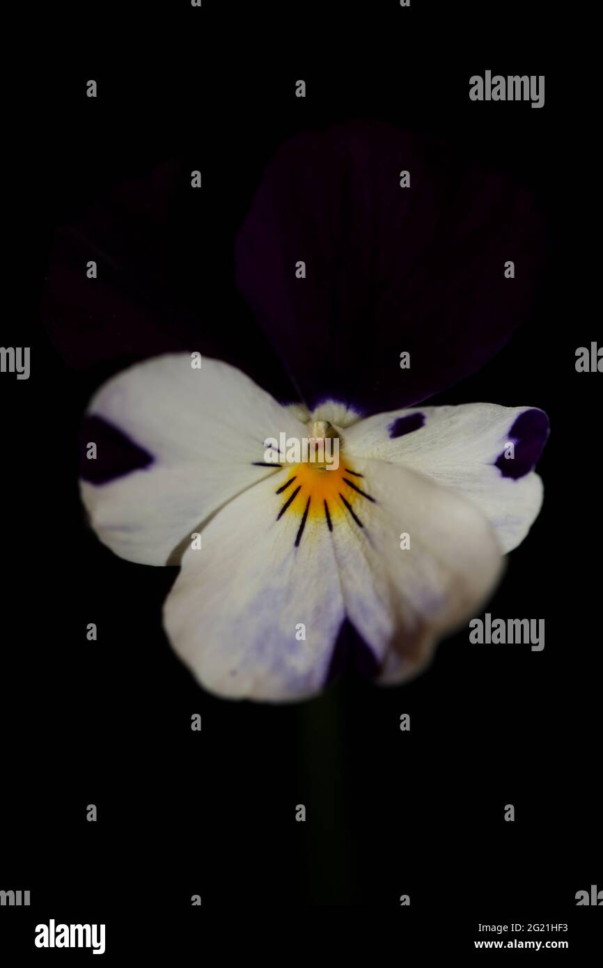 Colorful viola flower blossoming family violaceae close up botanical ...
