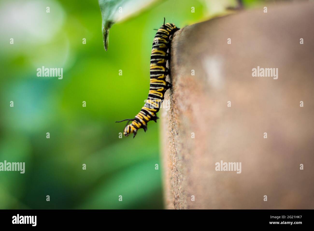 Caterpillar climbing on a pot Stock Photo - Alamy
