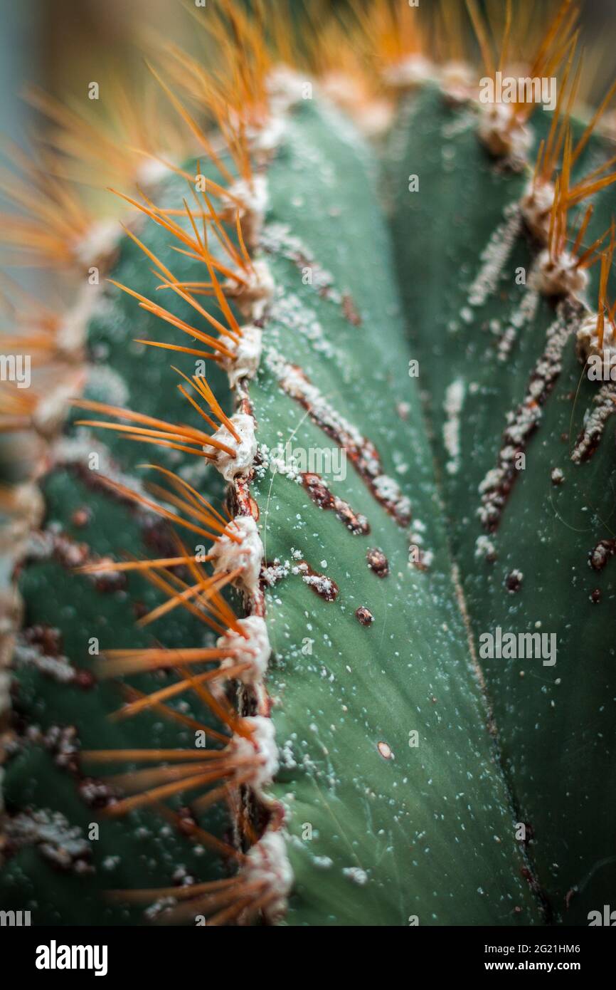 Close up of cactus needles Stock Photo - Alamy