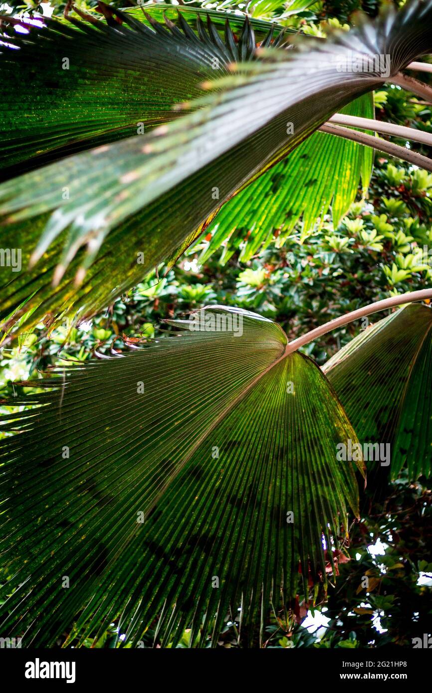 Large fronds on a tree in the tropical greenhouse at the Frederik ...