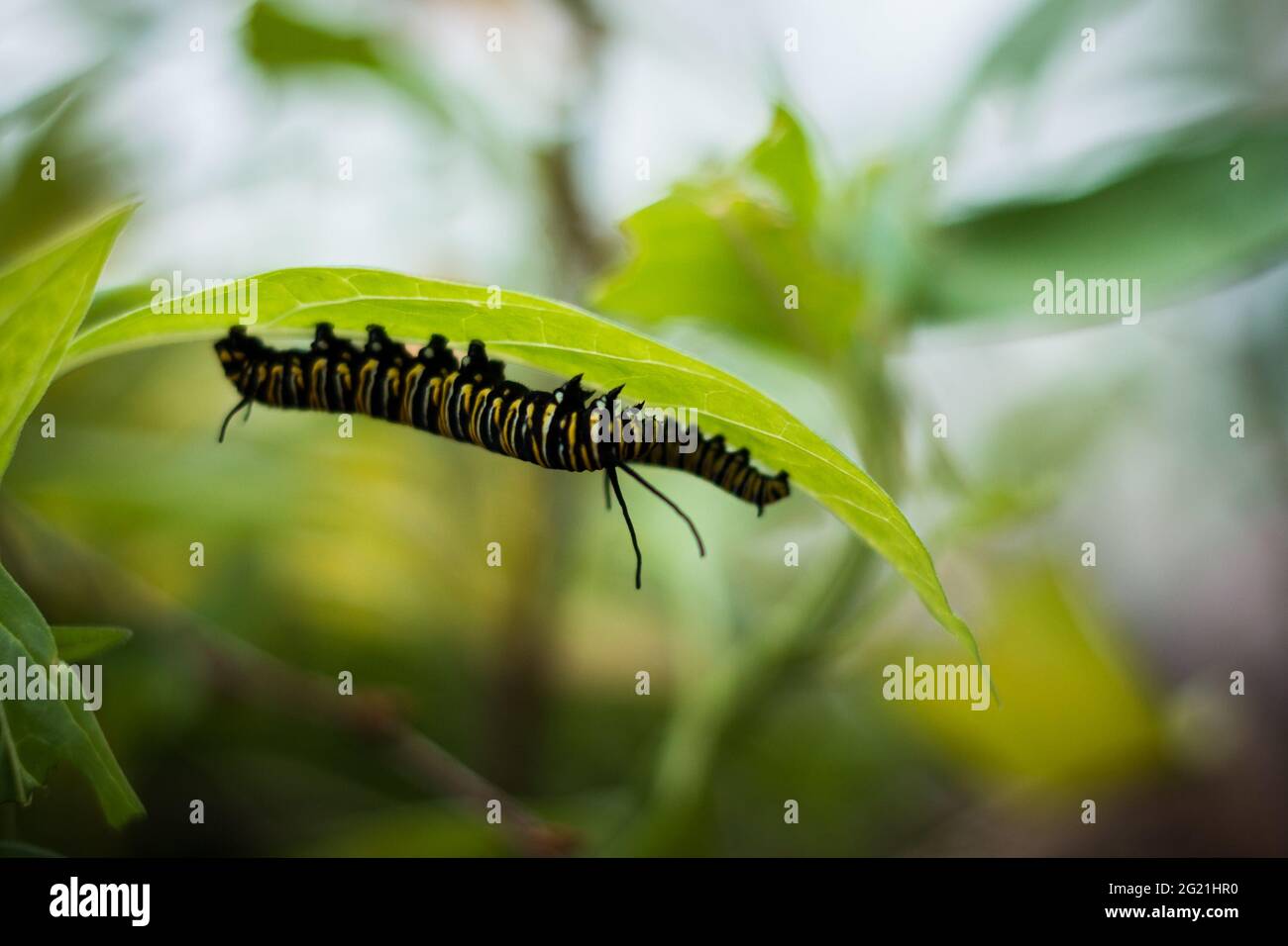 Monarch caterpillar eating a leaf Stock Photo - Alamy