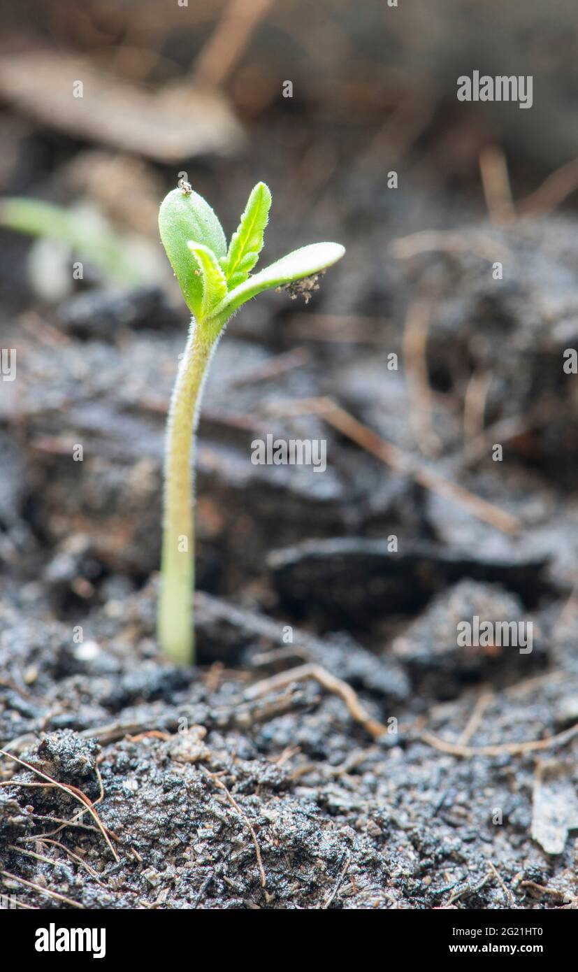 Cannabis Seedling With Seed