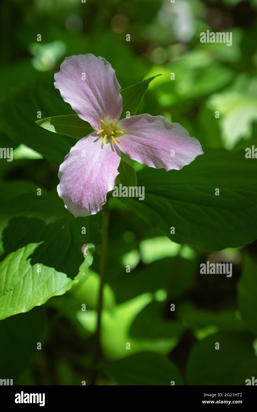 Trillium grandiflorum wildflower hi-res stock photography and images ...