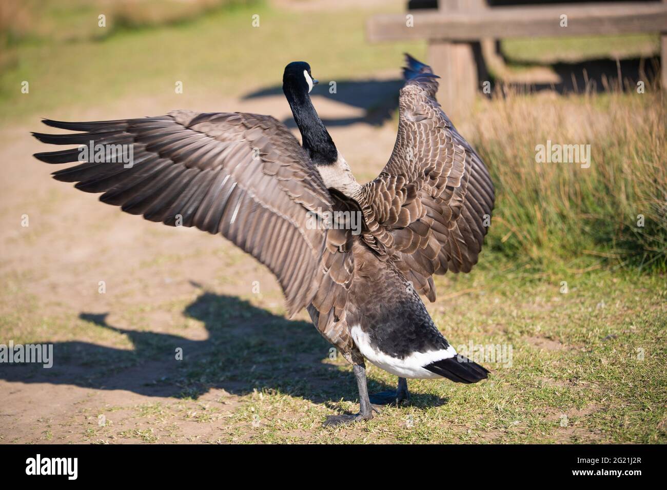 Canada goose spreading wings Stock Photo - Alamy