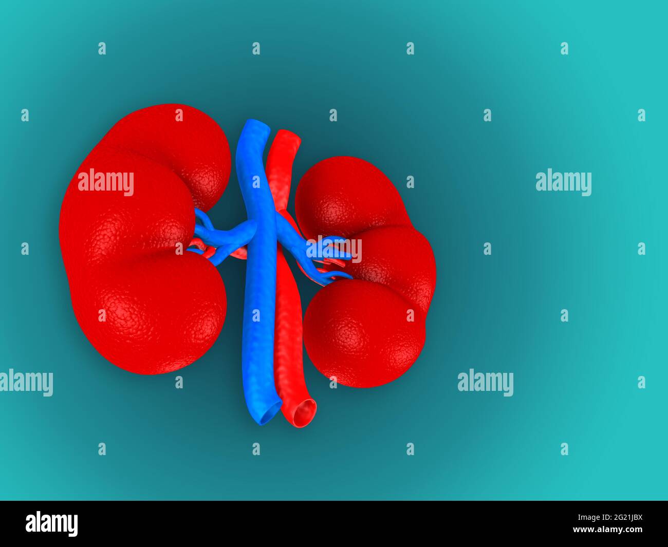 KERALA, INDIA - Jun 06, 2021: Digital illustration of kidney in blue ...