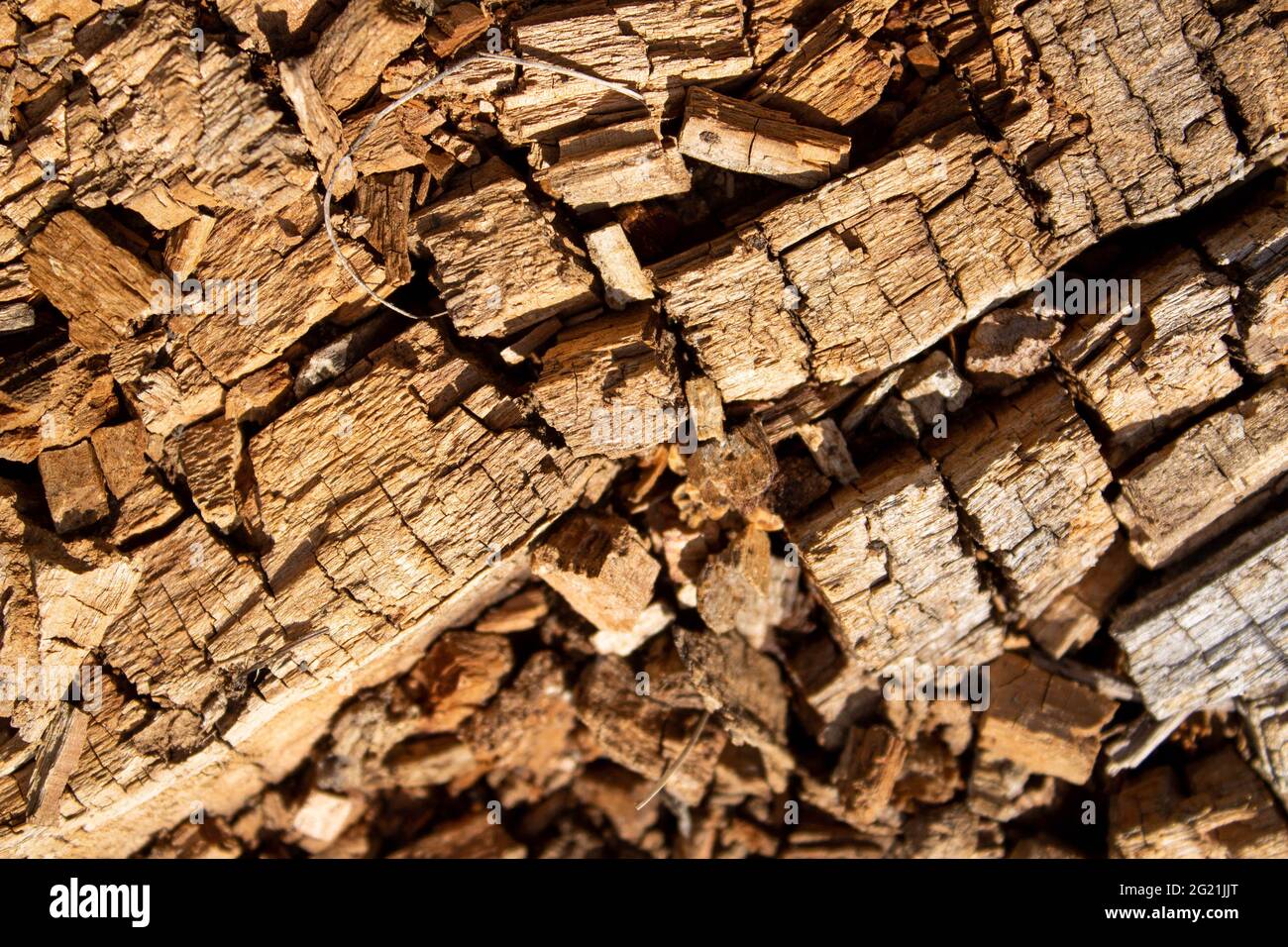 Rotten tree. Remains of a rotten tree. Scattered wood. Destroyed tree ...