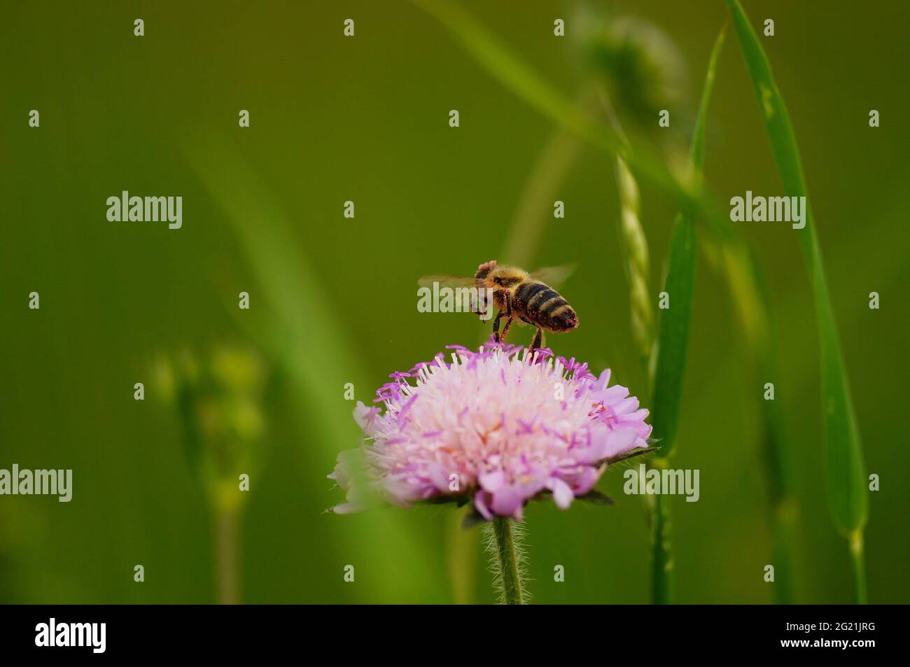 Bee leaving flower hi-res stock photography and images - Alamy