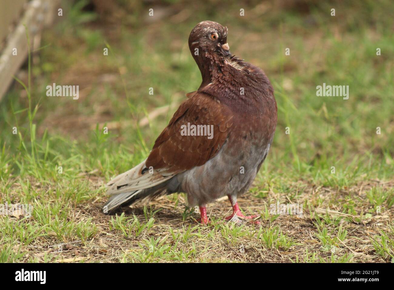 Chest Puffed High Resolution Stock Photography and Images - Alamy