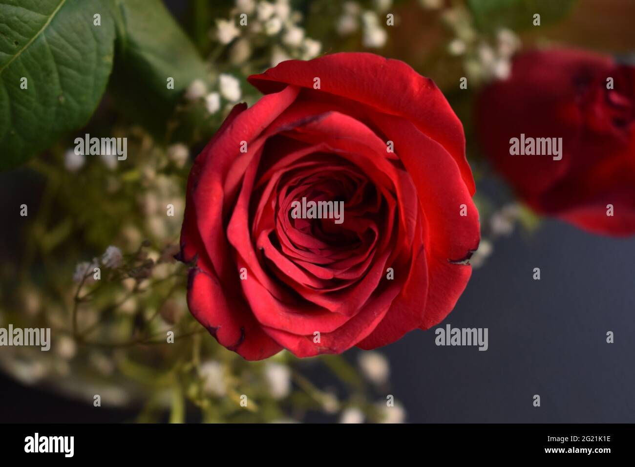 Red rose in top view Stock Photo - Alamy