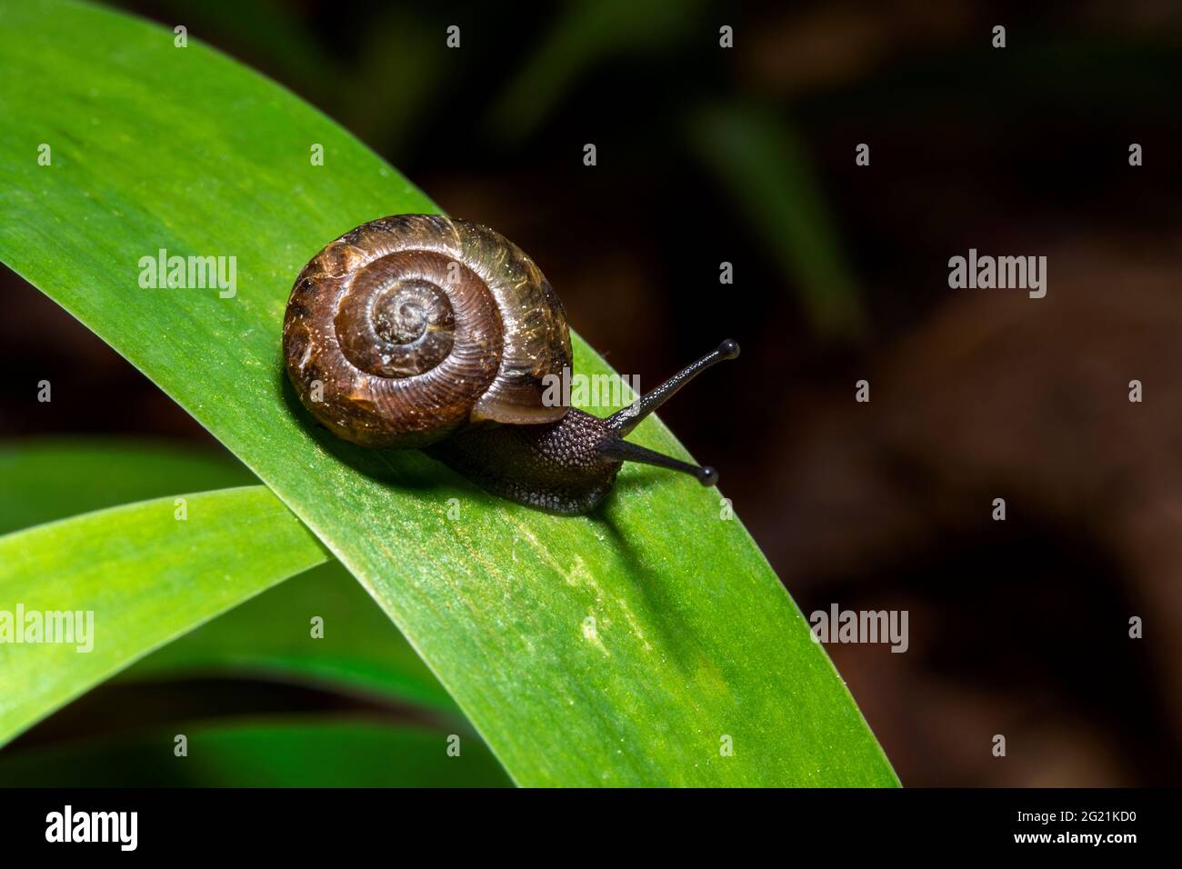 Terrestrial species hi-res stock photography and images - Alamy