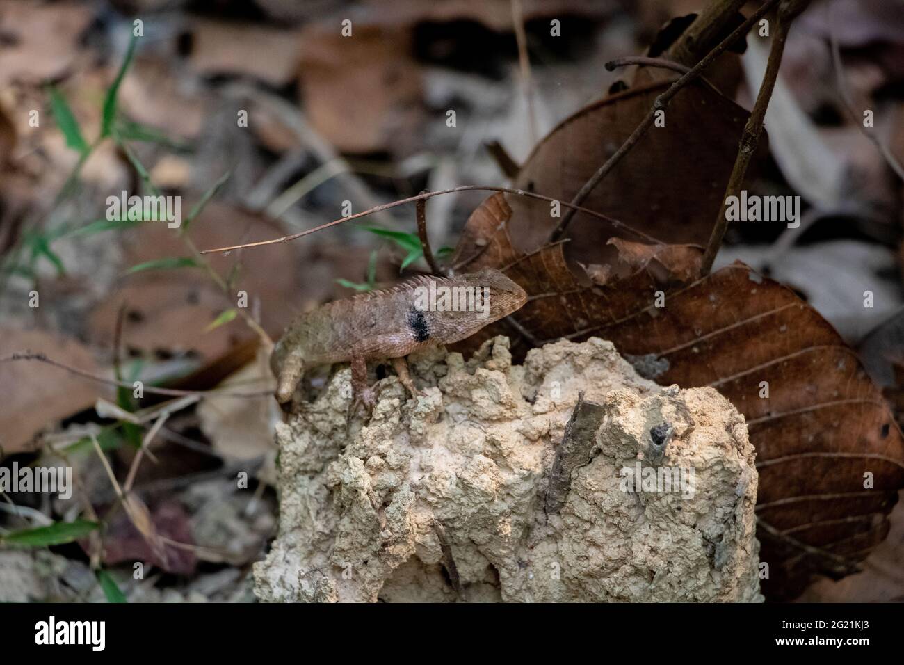 Genus calotes hi-res stock photography and images - Alamy