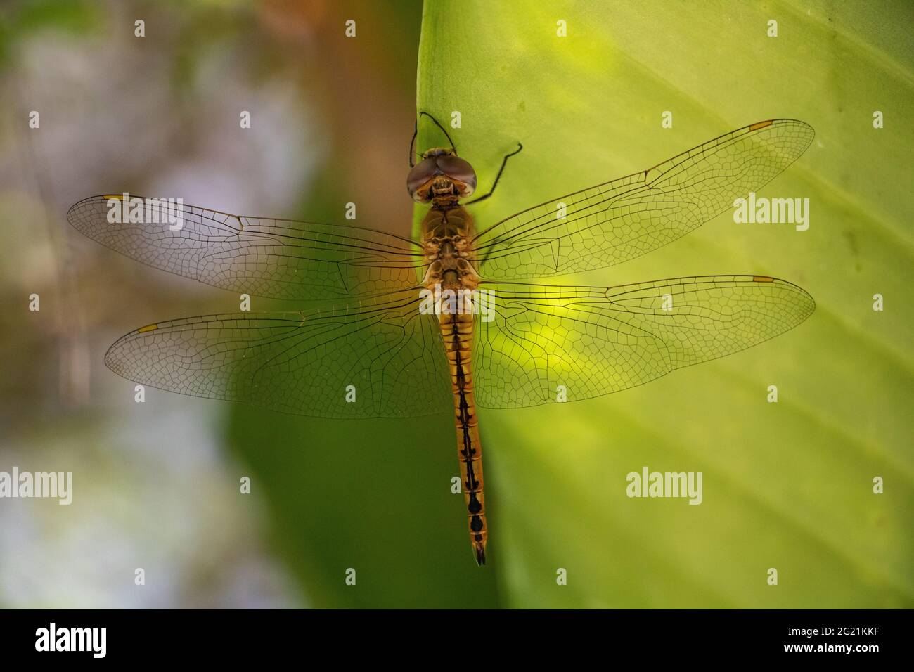 Wandering Glider - Pantala flavescens Stock Photo - Alamy